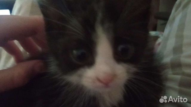 Котики, супер ручные и няшные