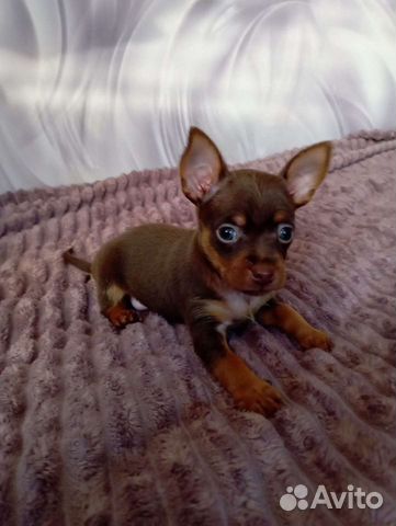 Той-терьер щенки