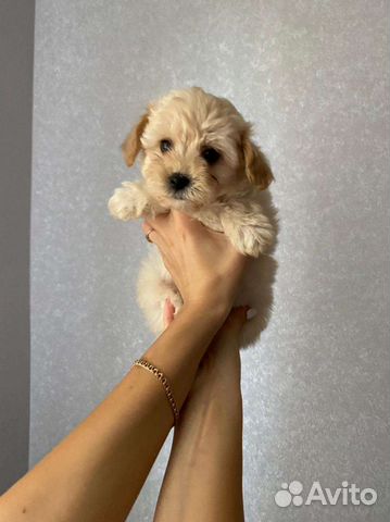 Мальтипу Ф1 милый мальчик ваниль