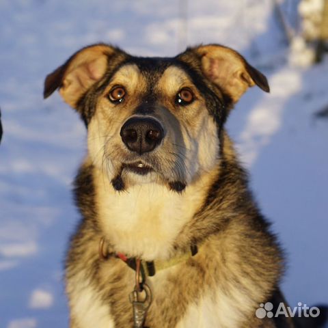 Нежнющий пёсик Купер