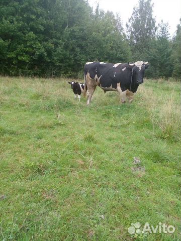 Бык на племя