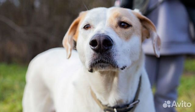 Человечная добрая собака Буся