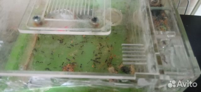 Продаю муравьиную ферму с муравьями