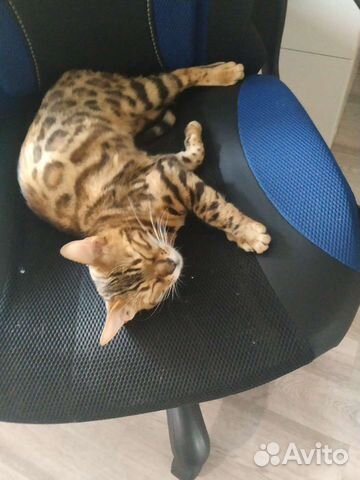 Бенгальская кошка бесплатно