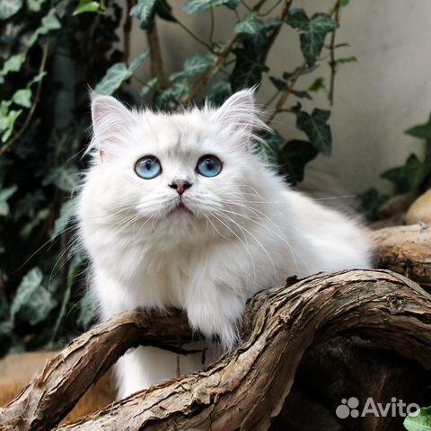 Голубоглазая принцесса в добрые рука