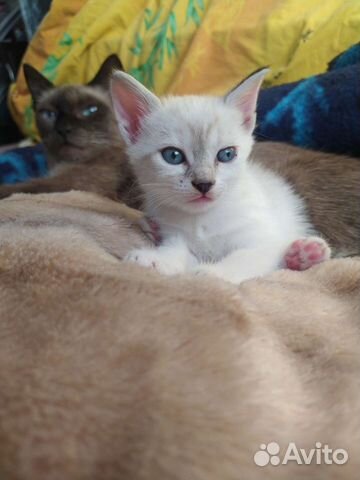 Котята тайской кошки метисики