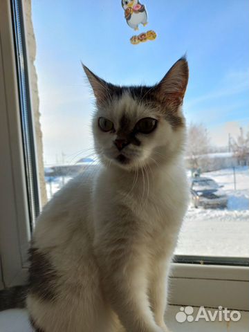 Породистая кошечка