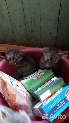 Отдам в добрые руки котят