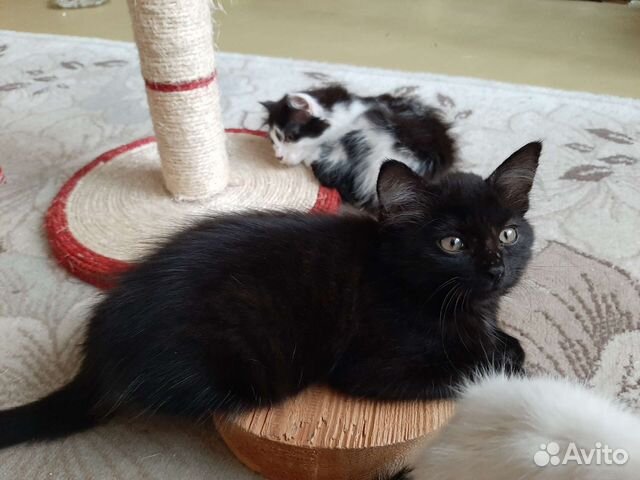 Котёнок чёрный и пушистый