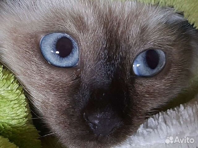 Тайские котята бесплатно
