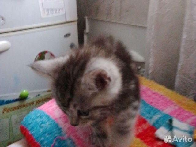 Кошки
