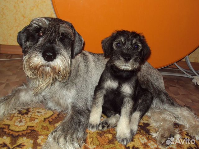 Черно-белые ризены- красивые щенки без доков