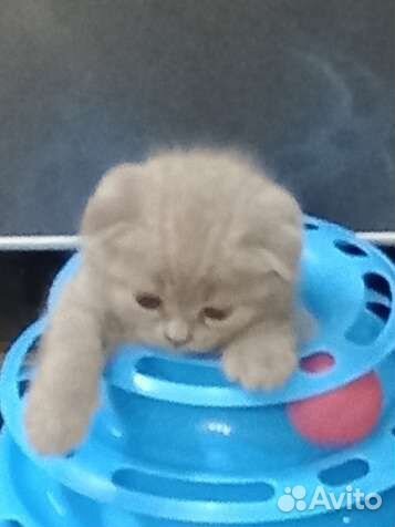 Малыши чистокровные 1,5 месяца