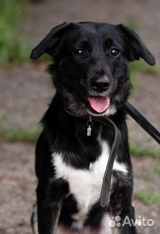 Обаятельная собачка-компаньон Моника