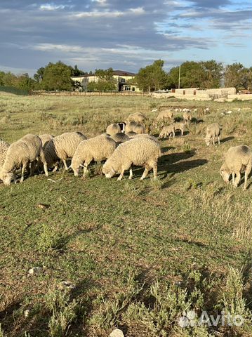 Овцы бараны ягнята на мясо и на завод