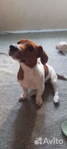 Собака джек расл