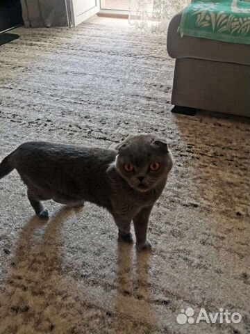 Отдам кошечку в хорошие руки