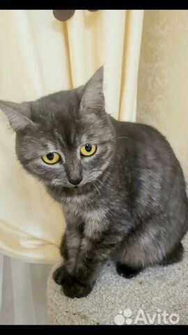 Стерилизованная барышня Дымка ищет дом