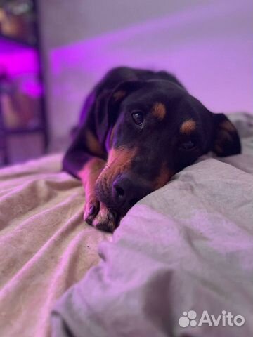 Необыкновенная собачка ищет дом