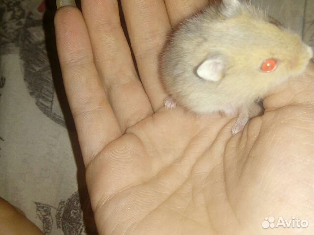 Джунгарский хомяк