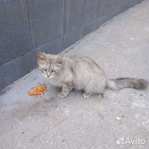 Кошка в дар бесплатно