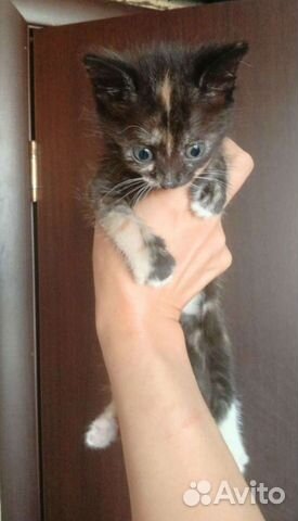 Котята в добрые руки бесплатно