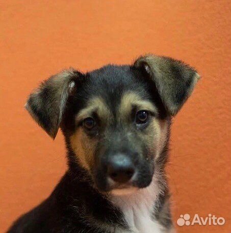 Фуфик. Возьмите ребенка из приюта. В дар