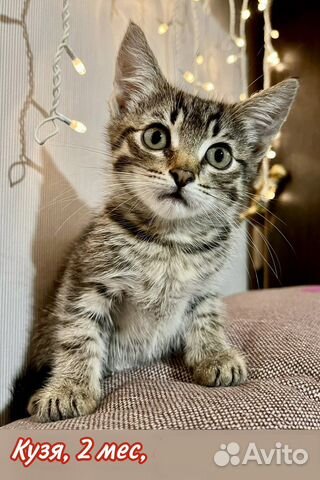 Котята Котенок мальчик серый в полоску (2 мес)