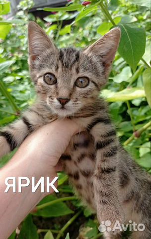 Котята Ярик и Марик