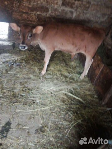 Бычок порода Джерси