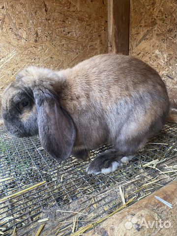 Кролики мясные