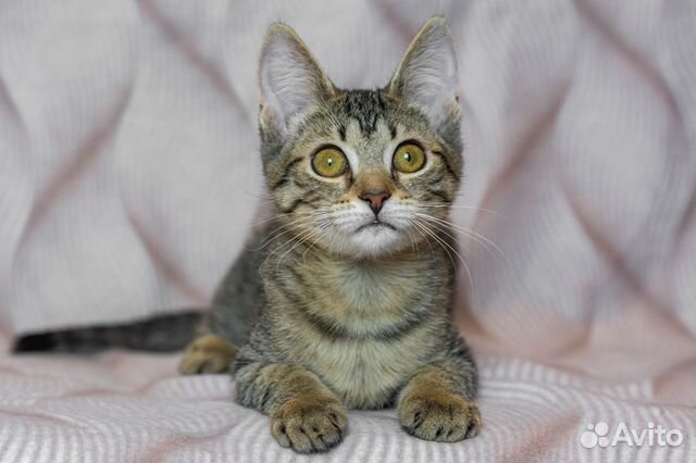 Котенок в дар