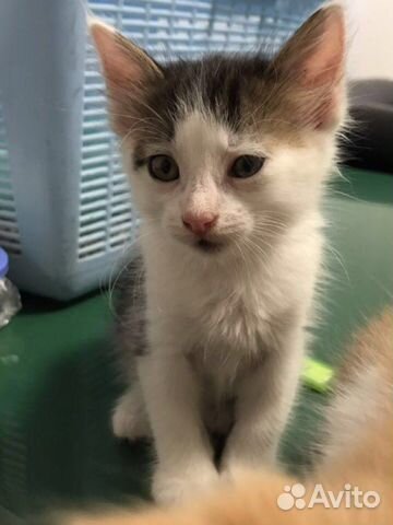 Трехшерстный котенок мальчик