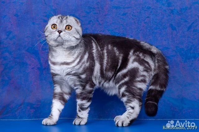 Клубный кот на вязку