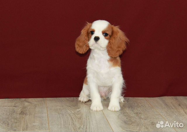 Кавалер кинг чарльз спаниель, красивый мальчик