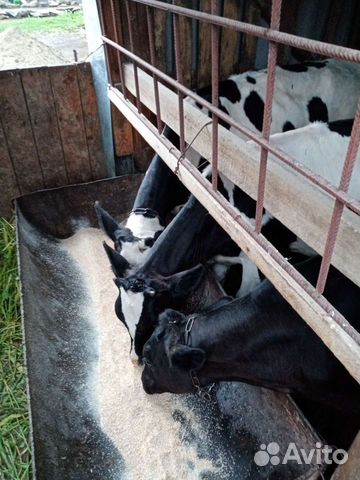 Бычки и быки телки