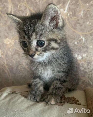 Котёнок, 2,5 месяца, девочка