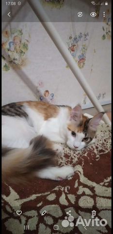 Кошка
