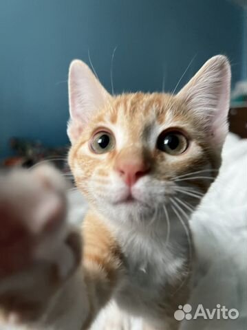 Симба ищет свой прайд