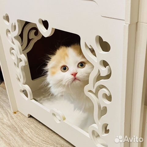 Прекрасный шотландский котик