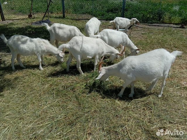 Козы Зааненской породы котные в количестве 7 штук