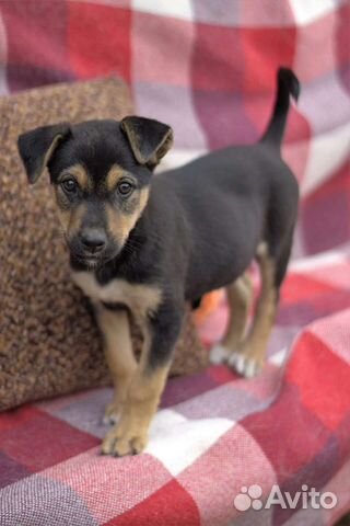 Щенок в добрые руки