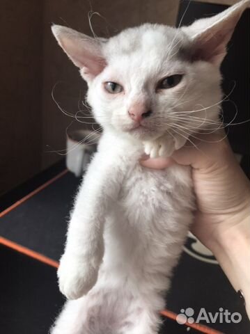 Котенок
