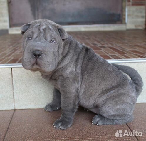 Голубые, и не только