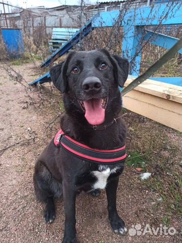 Тайсон, собака бесплатно в добрые руки