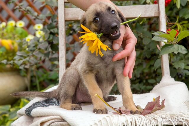 Щенок Тайга 2 мес.Привита, средний рост, привезем