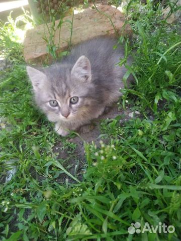 Отдам длинношерстных котят бесплатно