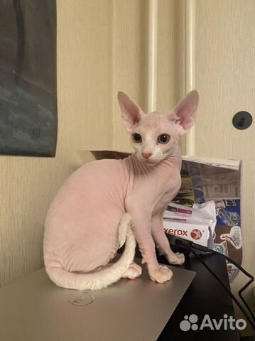 Канадский сфинкс котенок (клубная вязка)