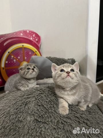 Британские котята