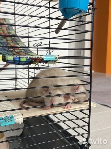 Напрокат крыски на время отпуска